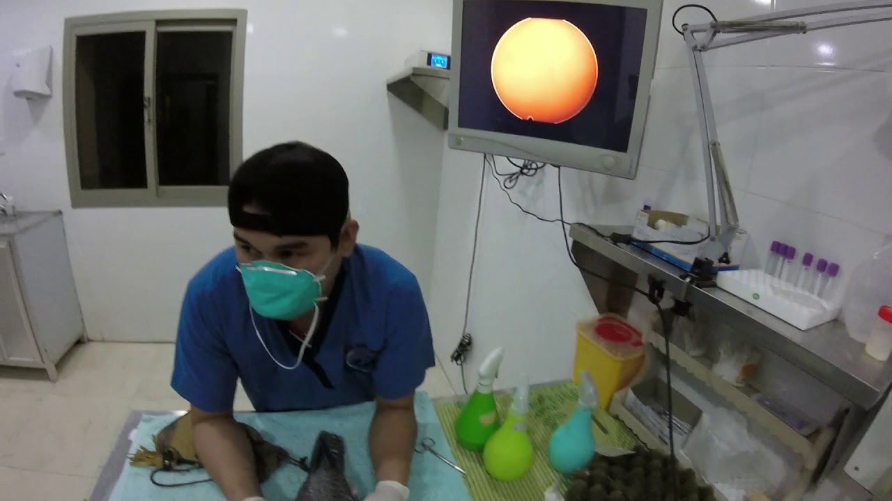 ENDOSCOPY PROCEDURE OF FALCON - YouTube