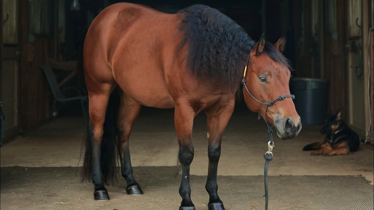 Karma - KRS Signature Horse - Clinton Anderson Method Trained Mare ...