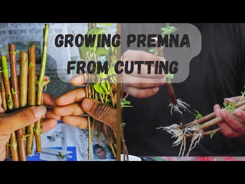 How to Grow Premna from Cutting Easily! | Bonsai | Premna Serratifolia ...