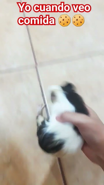 Cuando veo comida Mr cuyo 🍪🍪 - YouTube