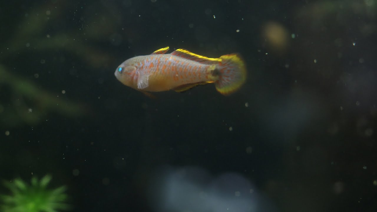 Dan's Fish Talk impressions, General fish chat. ACLC Sellers report ...