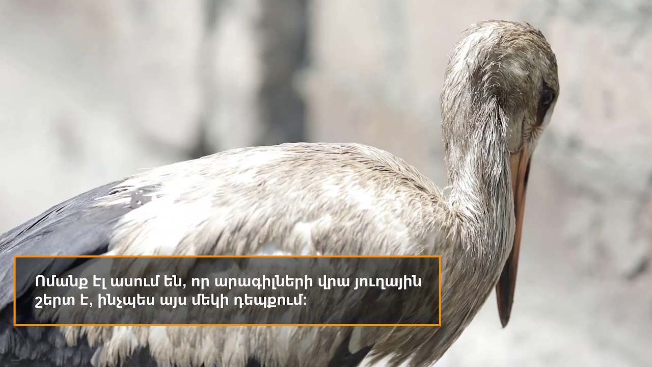 Արարատի մարզի գյուղերում կրկին աղտոտված արագիլներ են հայտնվել - YouTube