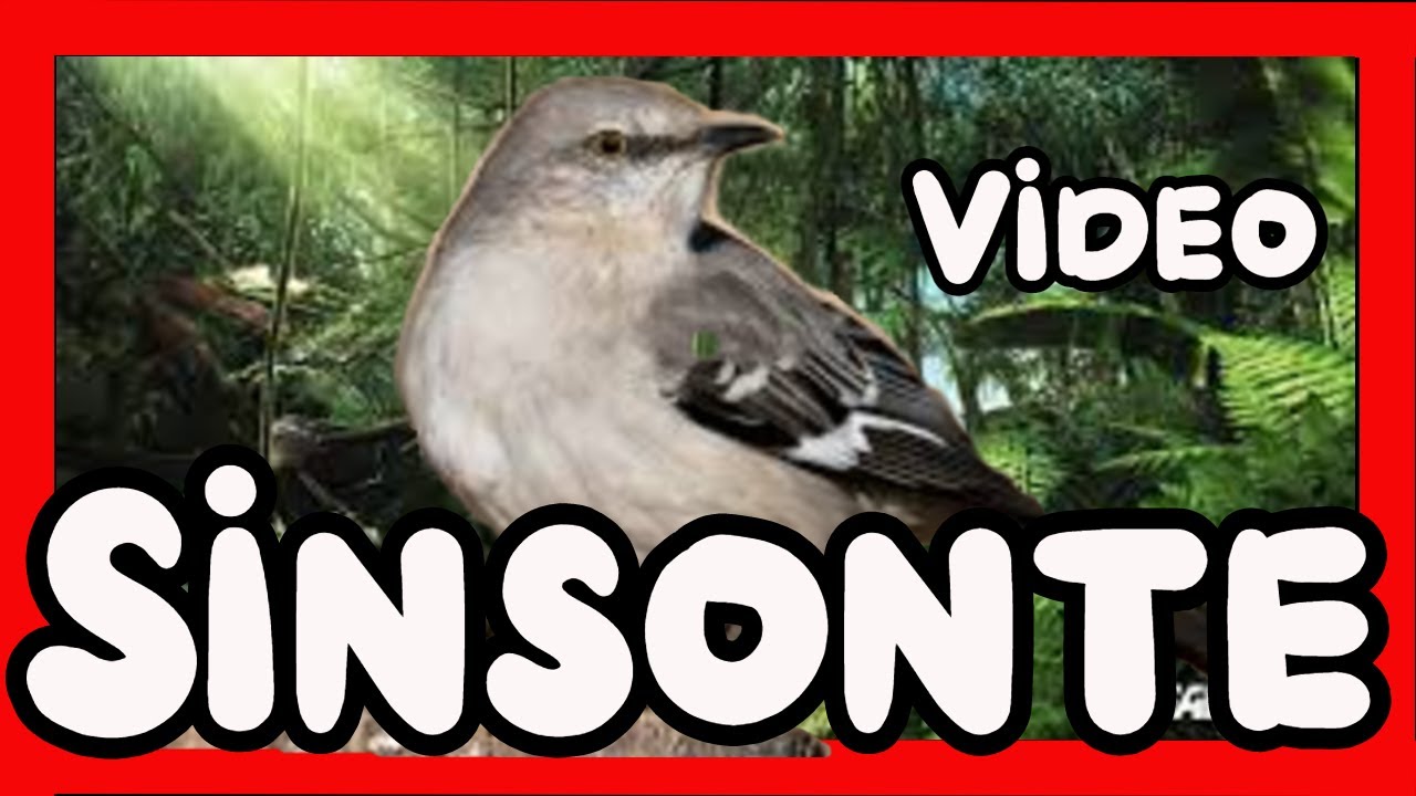 SINSONTE una ave con canto mas hermoso, mimus polyglottos, mockingbird ...