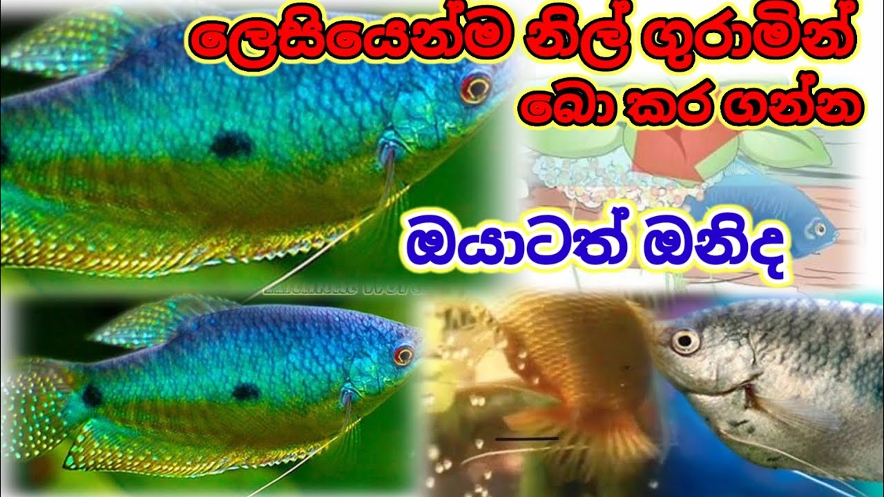 Blue Gourami Breed in Sinhala #Animal World# - YouTube