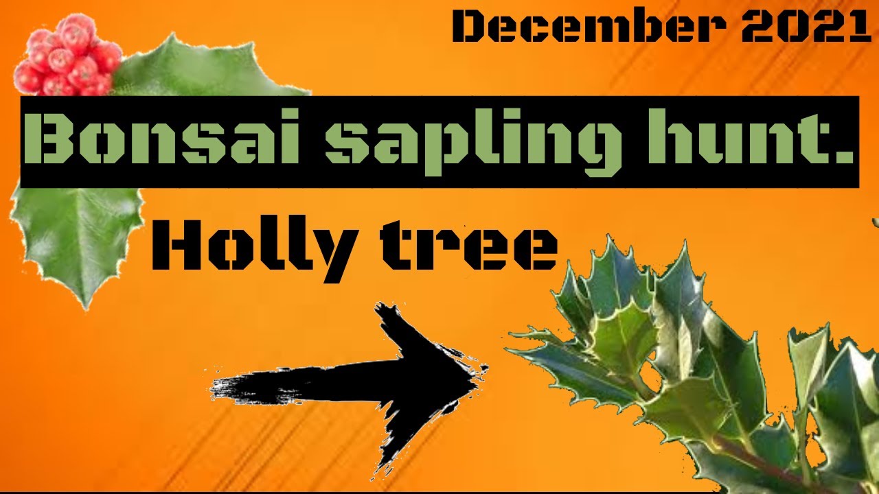 Holly tree sapling hunt for bonsai making - YouTube