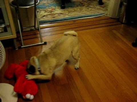 Pug Tackles Elmo - Hilarious Video - YouTube
