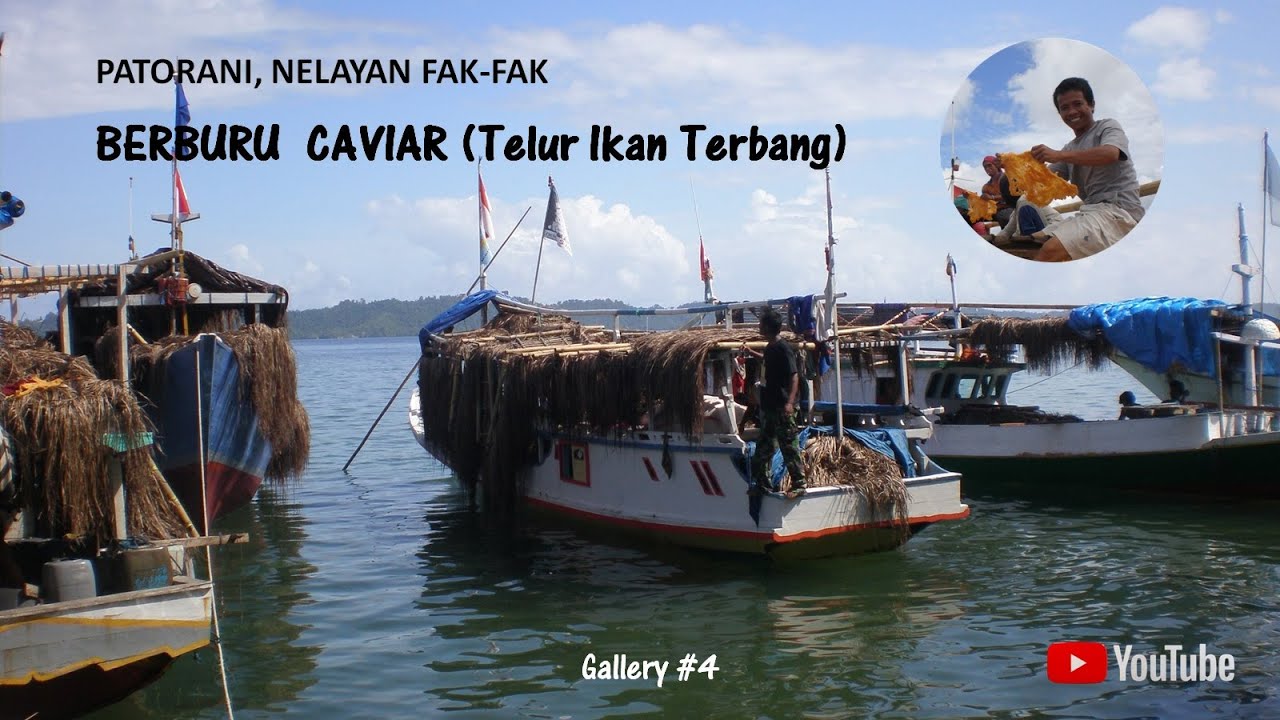 PATORANI, Nelayan Fakfak: BERBURU CAVIAR (telur ikan Terbang) (Galeri ...