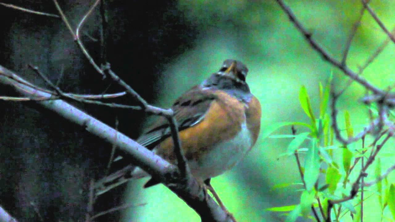 Eyebrowed Thrush - YouTube