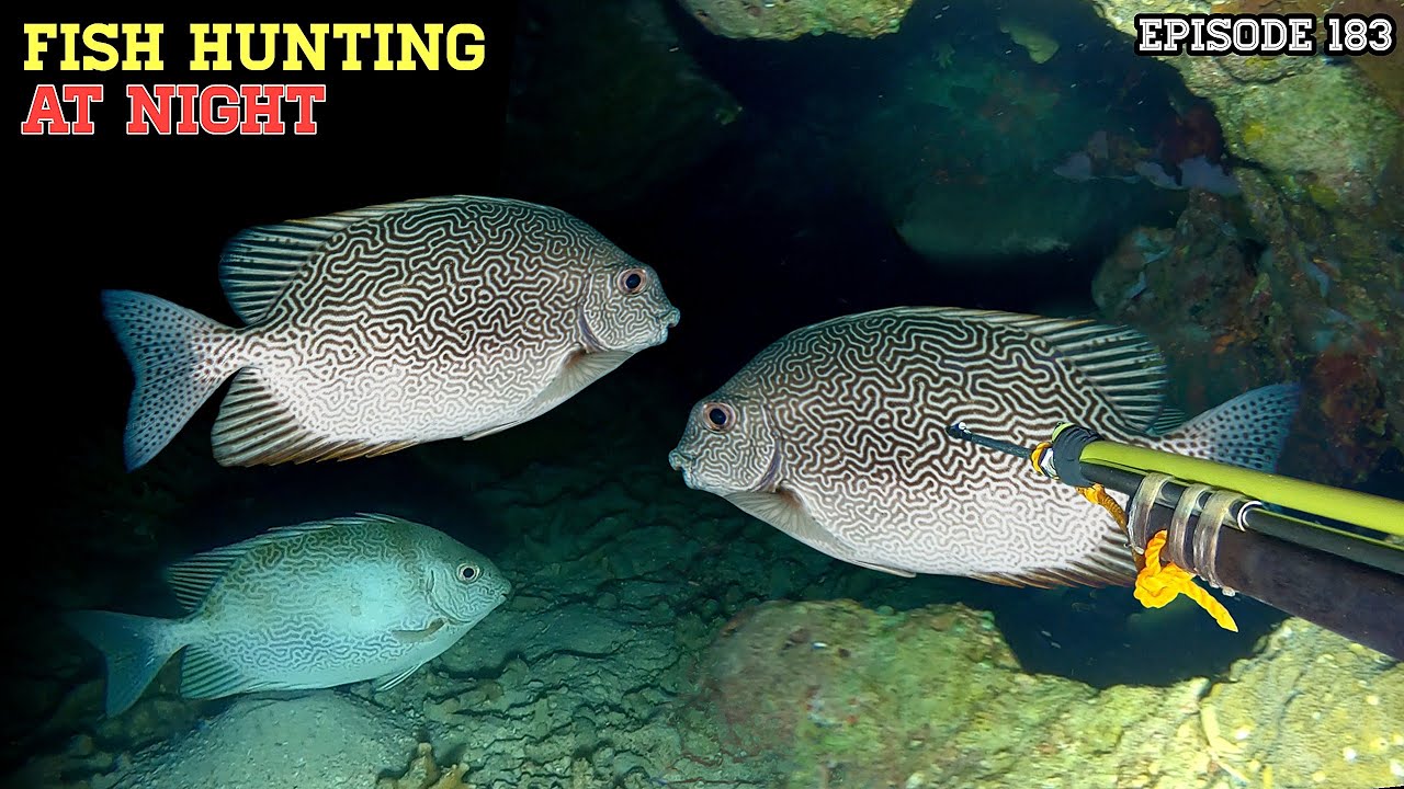 NIGHT SPEARFISHING EPISODE 183 | FISH HUNTING AT NIGHT - YouTube