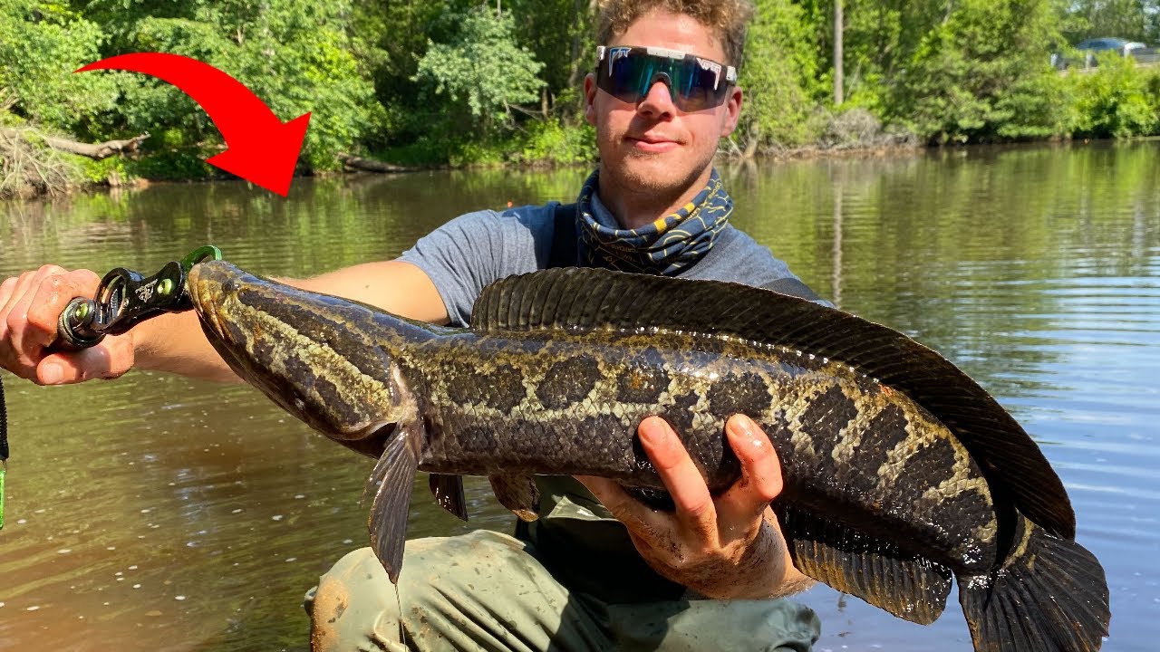 Catching the FIERCEST Fish in the SWAMP!!! - YouTube