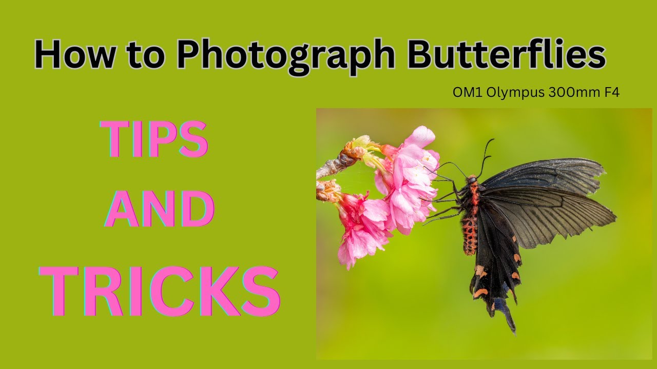 How to Photograph Butterflies - YouTube
