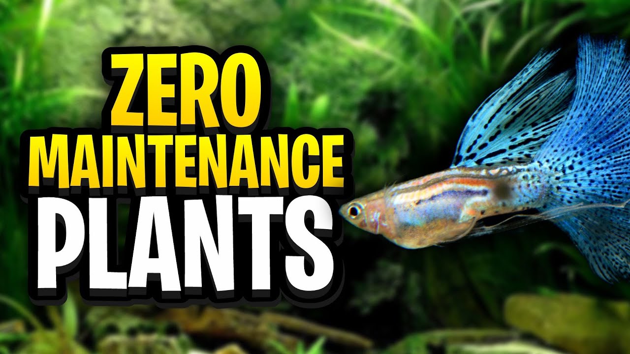 7 True Zero-Maintenance Aquarium Plants! (No CO₂, No Trimming Required) - YouTube