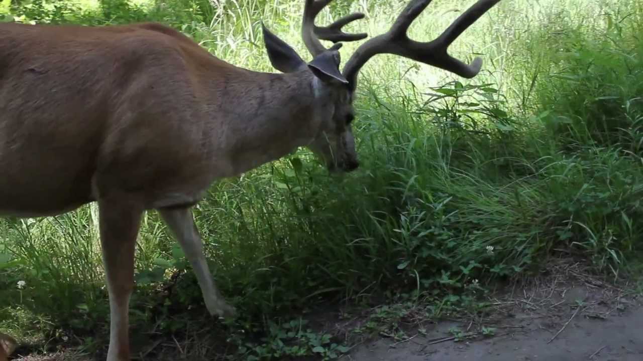 Talking deer - YouTube