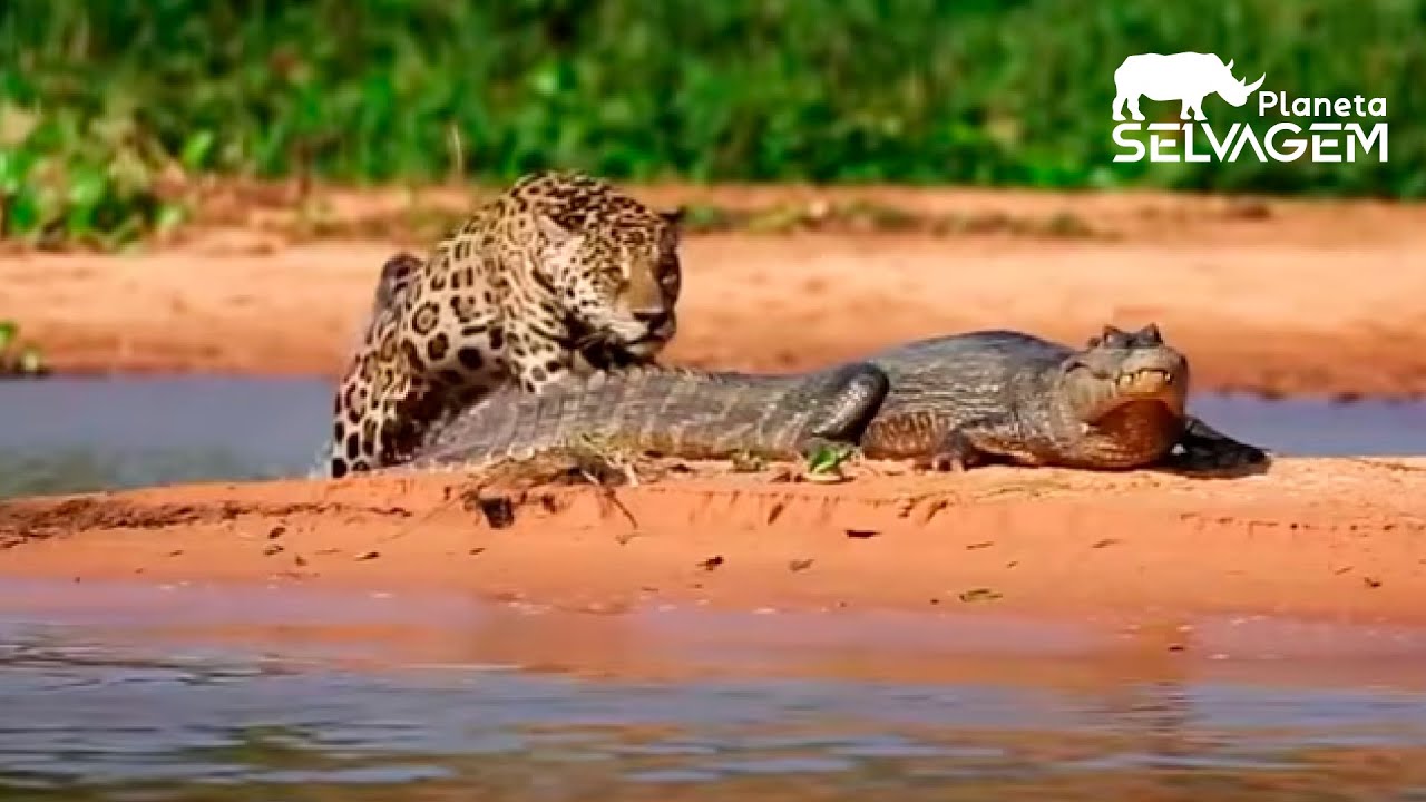 ONÇA-PINTADA ATACA JACARÉ - PLANETA SELVAGEM - YouTube
