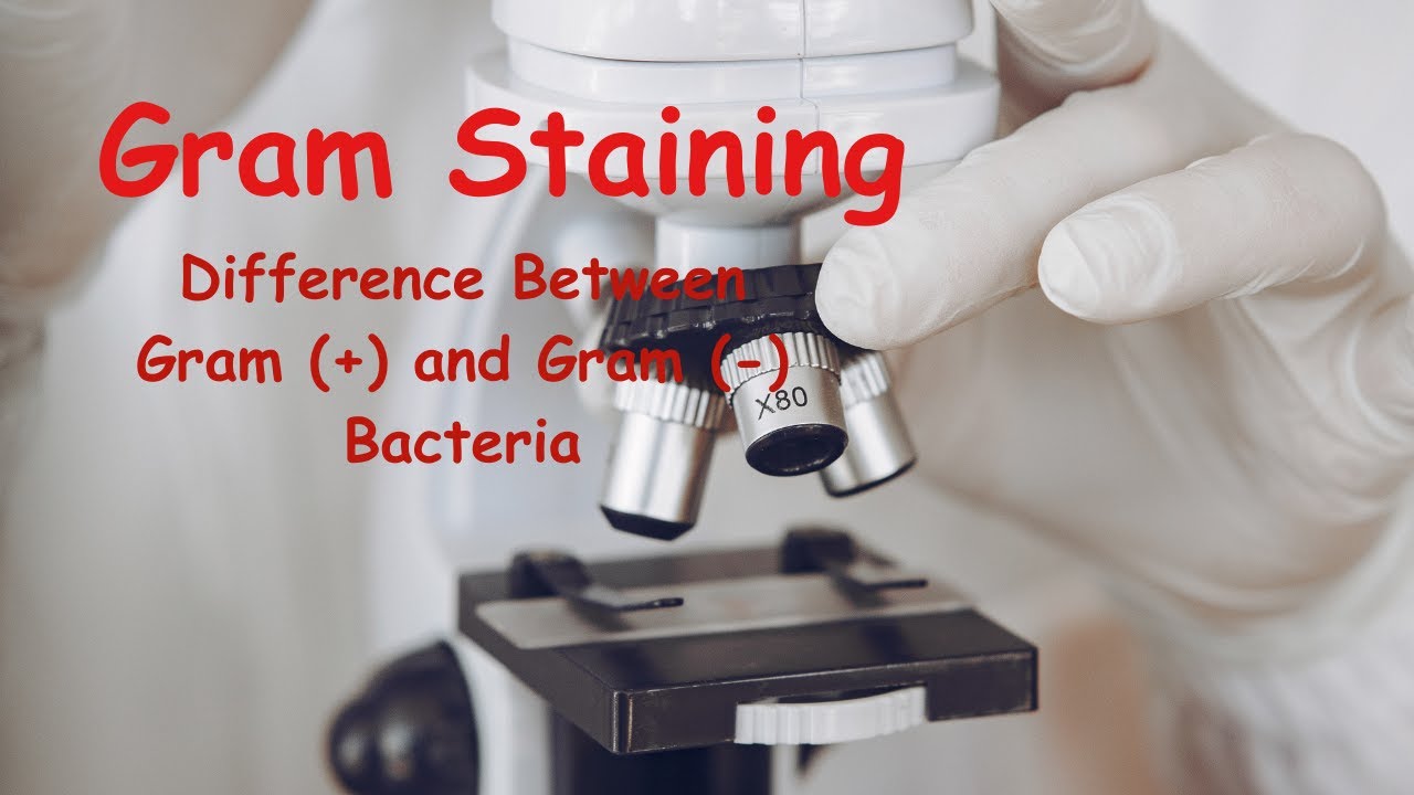 Gram Staining||Gram Positive and Gram Negative Bacteria||B.Sc.||NEET ...