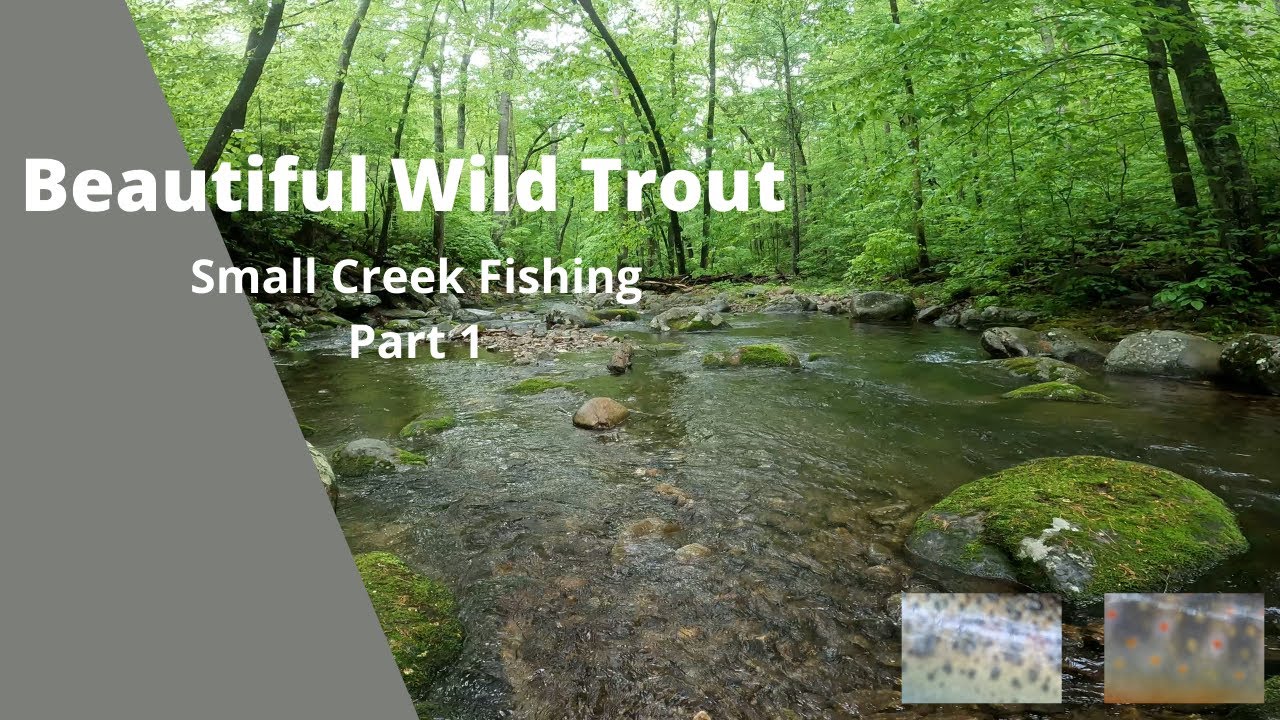 Small Creek Fishing for Wild Trout - Part 1 - YouTube