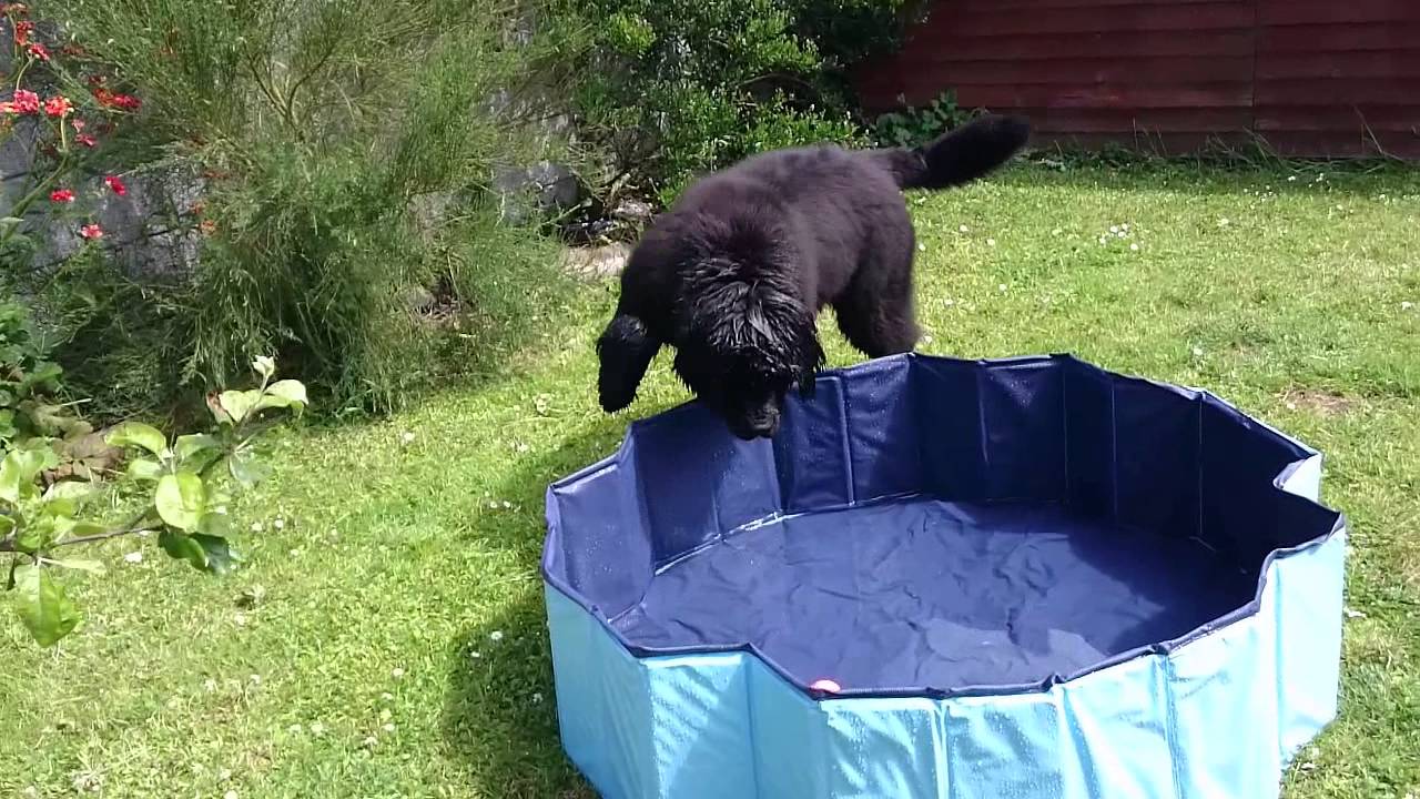Adorable puppy first time in a swimming pool - YouTube