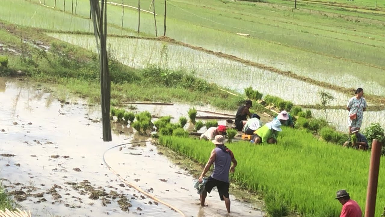 Pasyal Tayo sa Bukid - YouTube