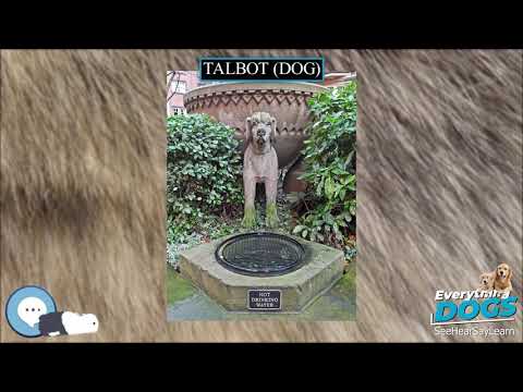 Talbot Hound