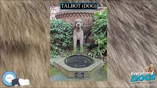 Talbot Dog