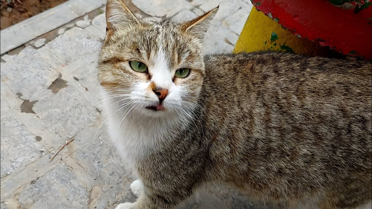 Incredibly cute and very lovely stray tabby cat @TheLandofCats - YouTube