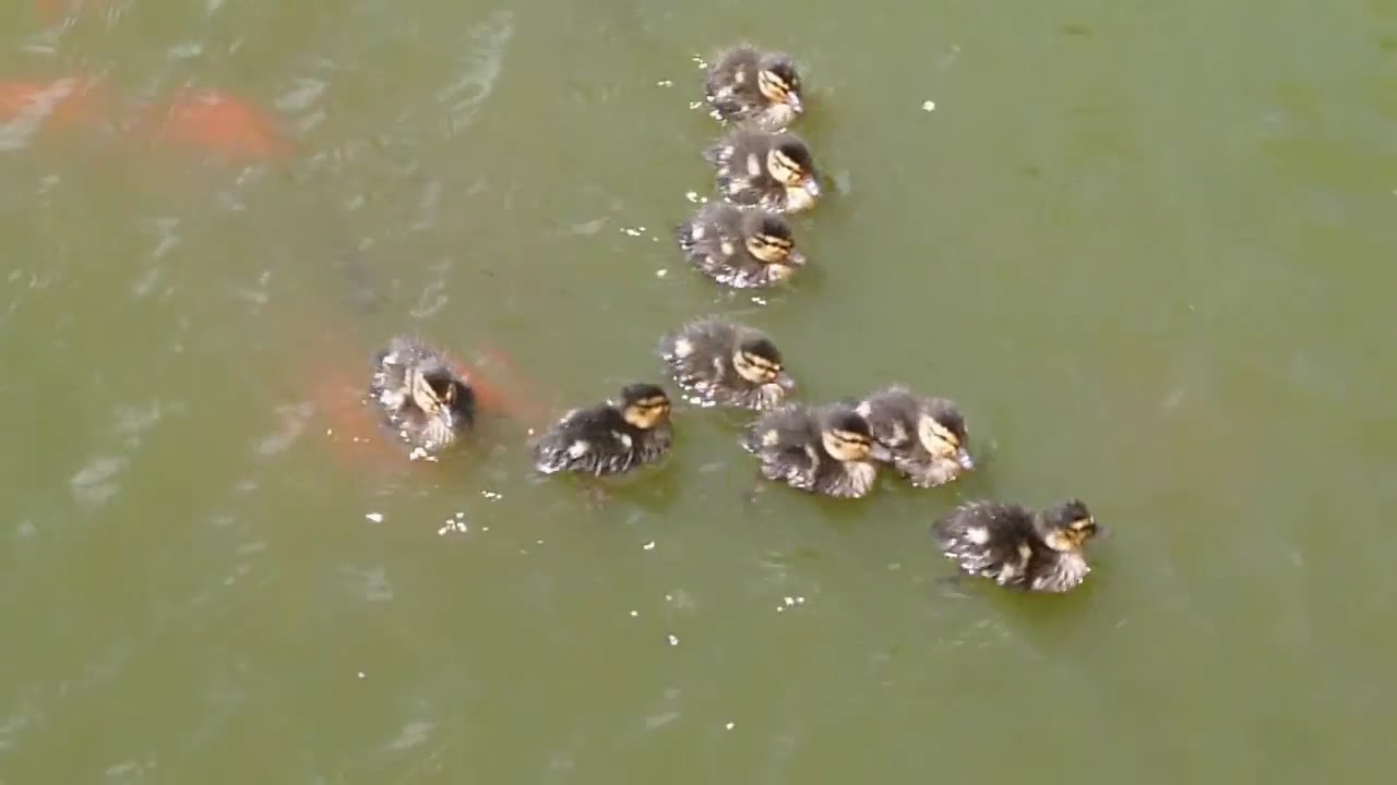 Fish Nibbling Baby Ducks Feet With Mama Duck - YouTube