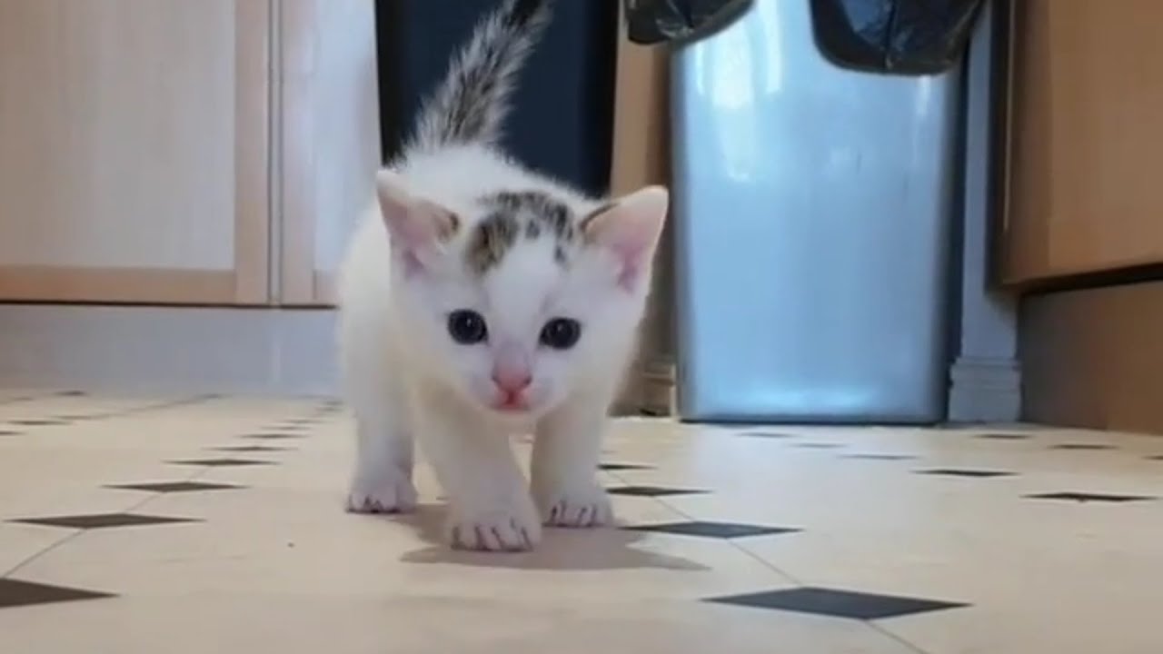 Cats Kittens So Cute Baby Cat Playing Video #CatsKittens 67 - YouTube