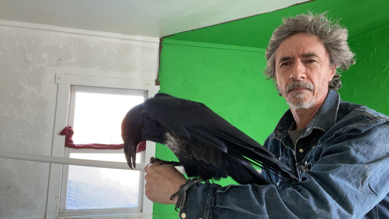 How to train a Raven - YouTube