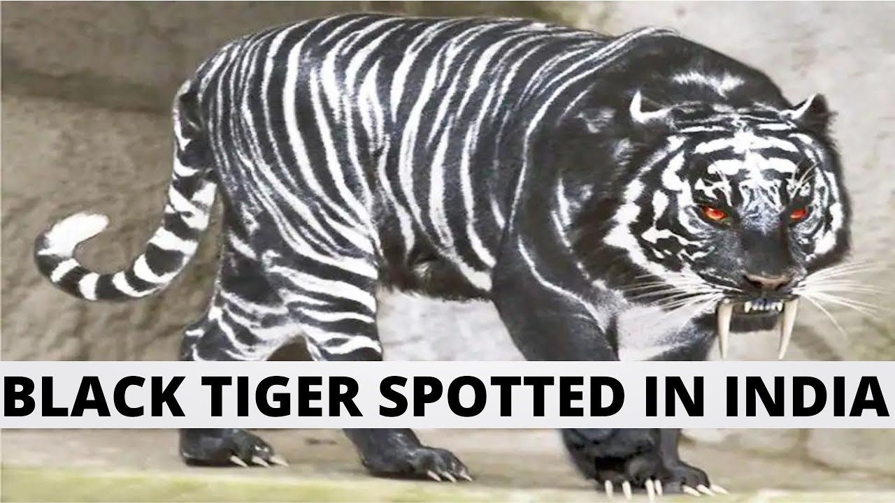 Black Tiger in india || Simlipal national park - YouTube
