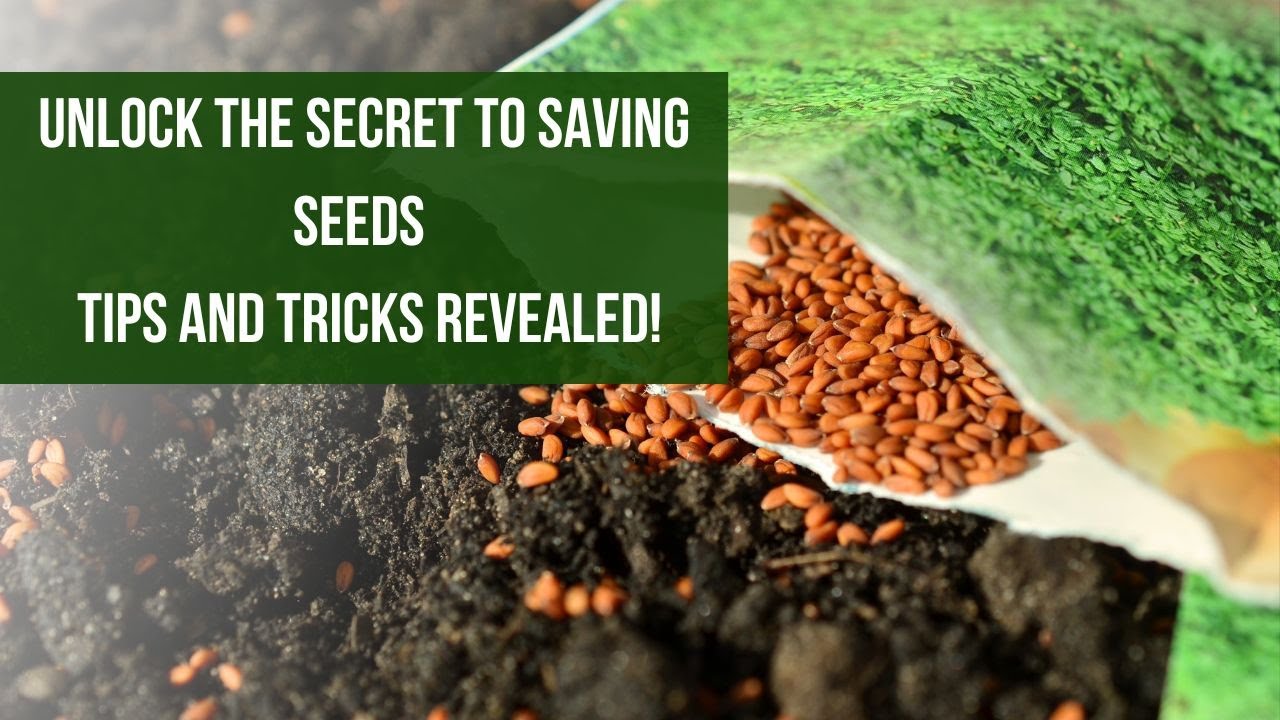 Unlock the Secret to Saving Seeds Tips and Tricks Revealed! - YouTube