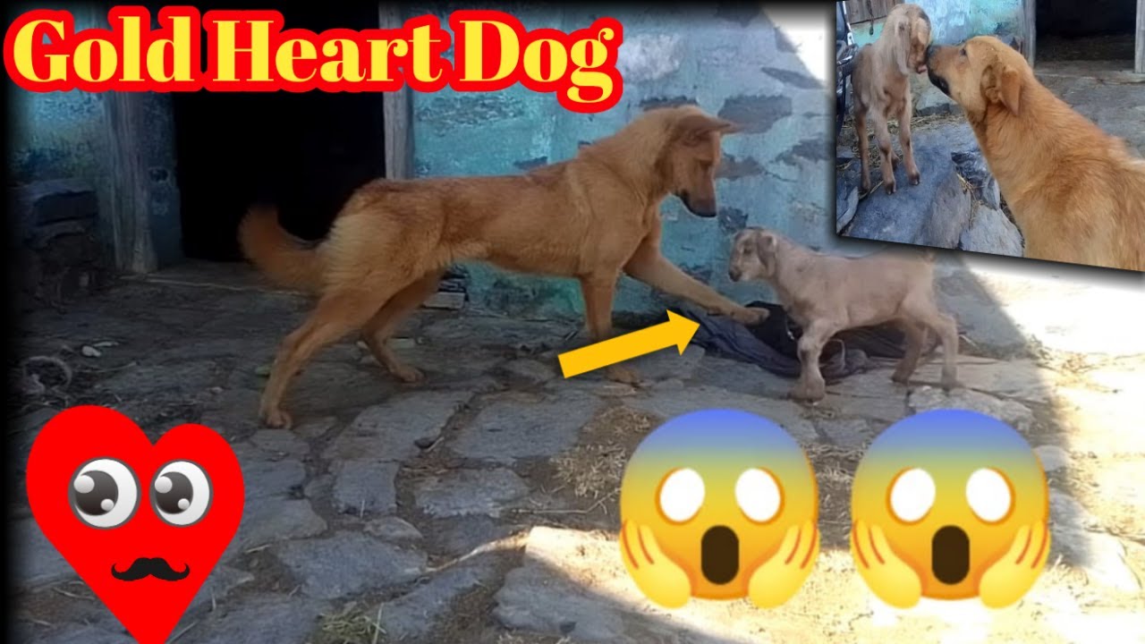 Gold Heart Dog || Cute Dog Video || Funny Dog Video - YouTube