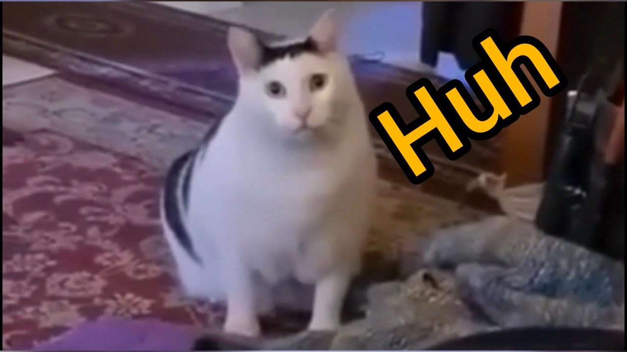 Cat saying Huh 😂🤣#cat #trending #memes #catmemes - YouTube