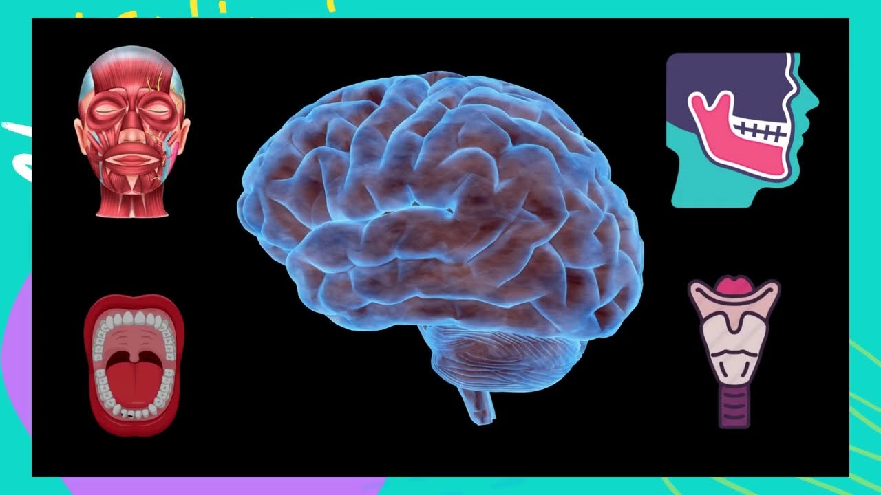 Paul Broca y sus aportaciones. - YouTube