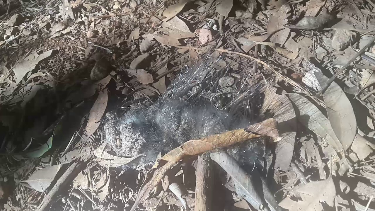 Hairy, funny, dog turd - Nature is bizzare! - YouTube