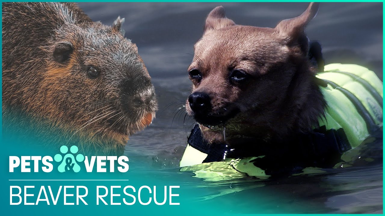 World's First Beaver Rescuing Chihuahua! | Pet Heroes - YouTube