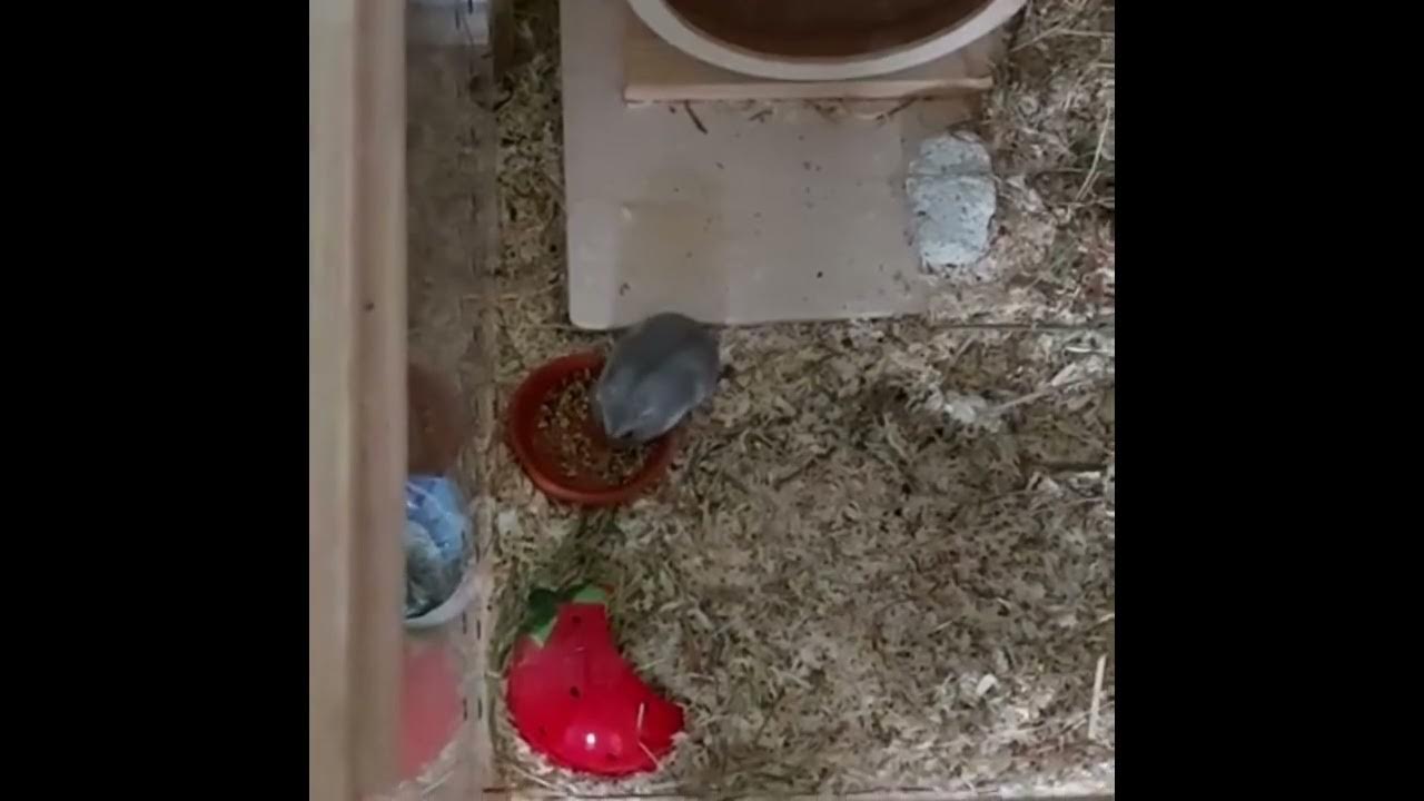 Alle Videos zu einem Video gemacht von meiner Goldi - YouTube