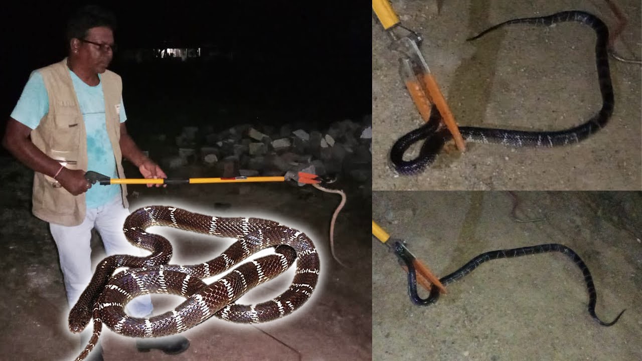 Common krait Snake reacue By Bharat koli | MANDVI-KUTCH - YouTube