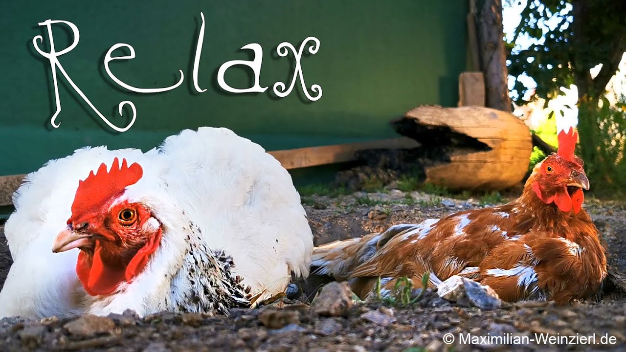 Relax With Chicken – chicken watching in the countryside. Scenic ...