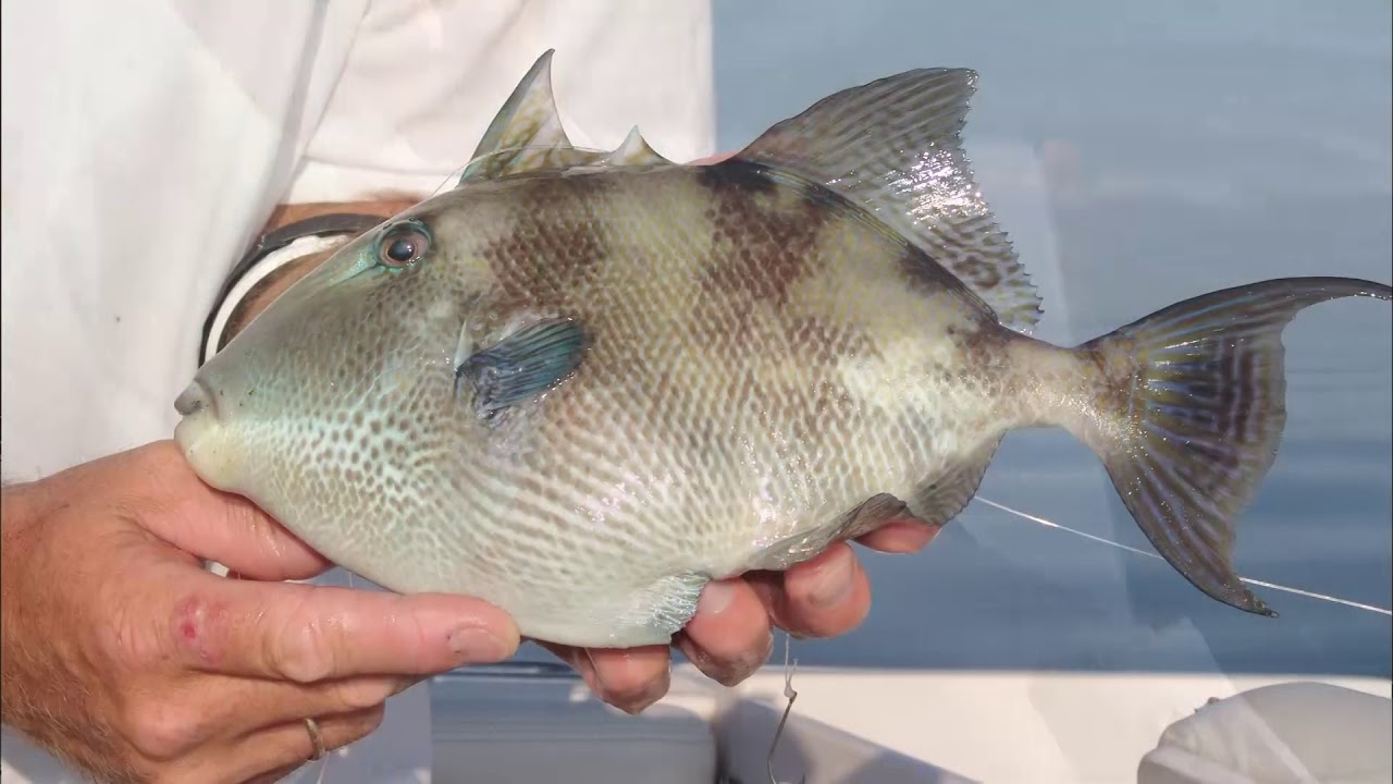 A Conservation Minute: Fish Snobs - YouTube