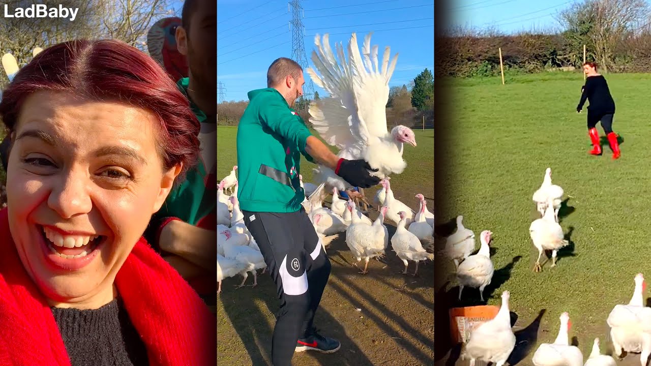 When Dad tries to CATCH a Christmas Turkey 🦃👐 - YouTube