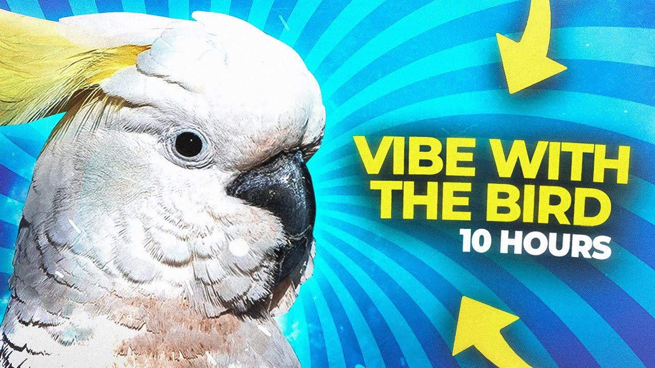 Vibe With The Bird 10 Hours - YouTube