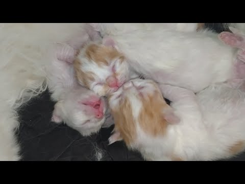 Newborn Baby Kittens Are About To Open Their Eyes Their Mother Is Cleaning Them Passionately 