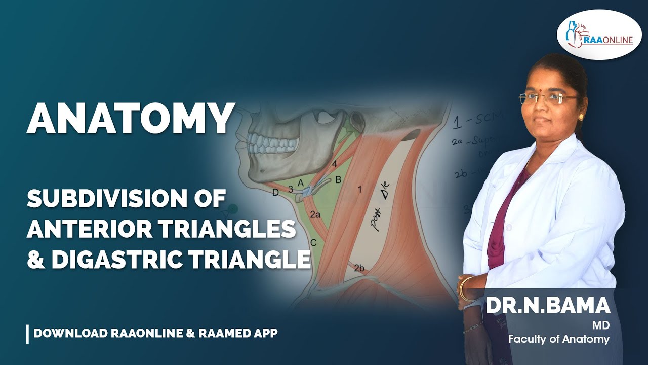 Anterior Triangles of Neck - Subdivision of Anterior Triangles and ...