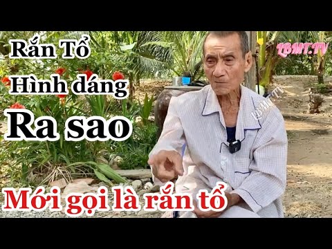 Rắn Tổ Hình Dáng Ra Sao Mới Gọi Là Rắn Tổ Ở Kiên Giang - YouTube