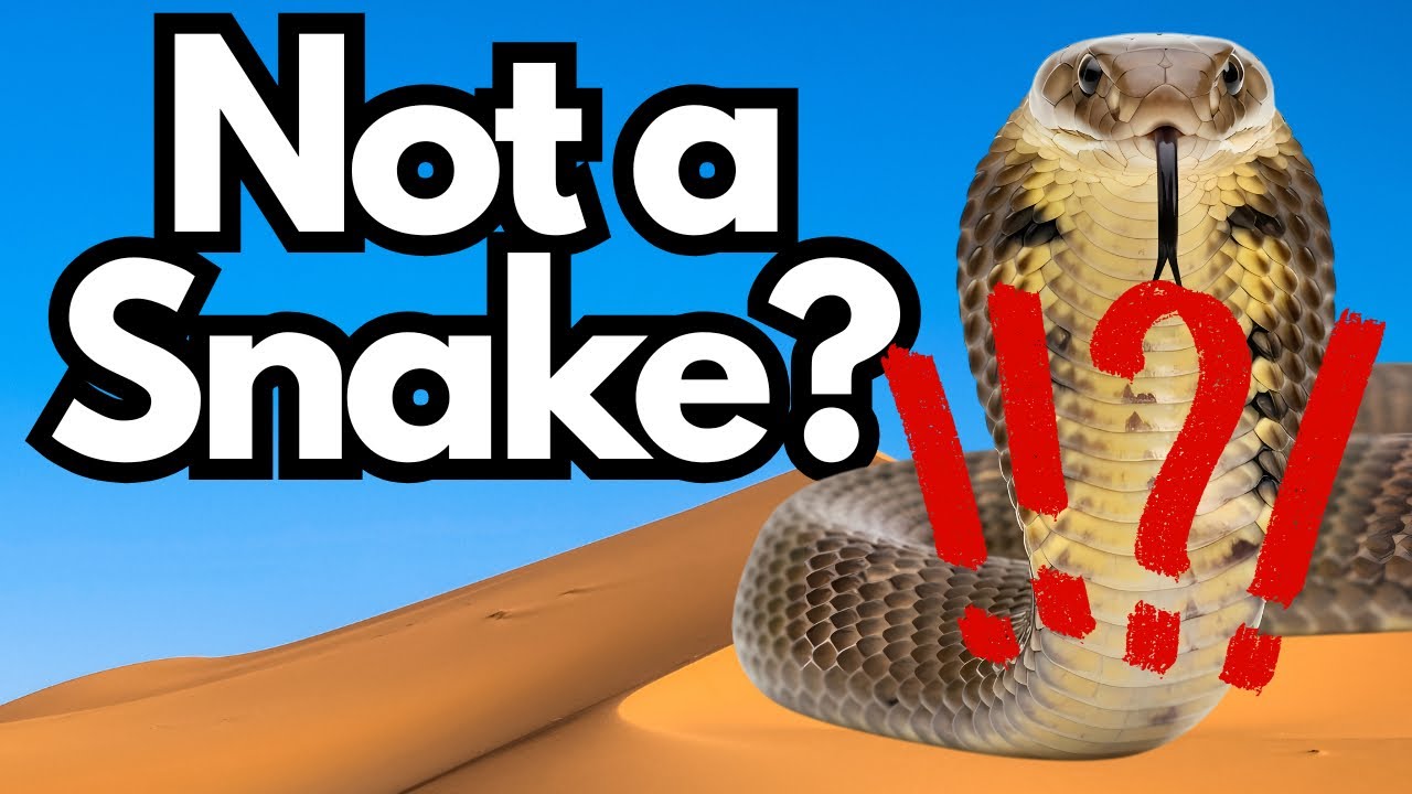 What’s Up With the Talking Snake? (Genesis 3 Explained) - YouTube