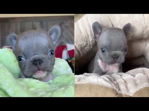 Rescue Poor Tiny Frenchie Bulldog Was Born With Hydrocephalus But So ...