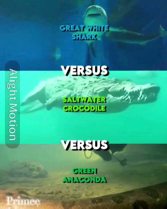 Saltwater Crocodile vs Green Anaconda vs Great White Shark #edit # ...