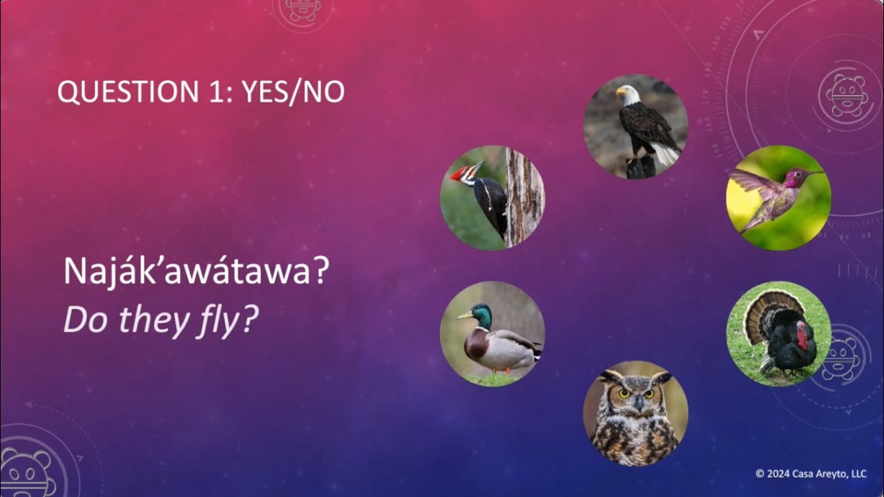 Let's Talk Taíno 111 - Three Questions | Taíno Birds - YouTube