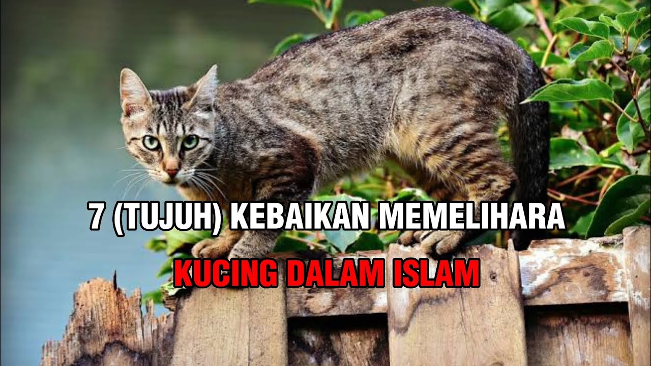 7 MANFAAT MEMELIHARA KUCING DALAM ISLAM 🐈 ☪️ - YouTube