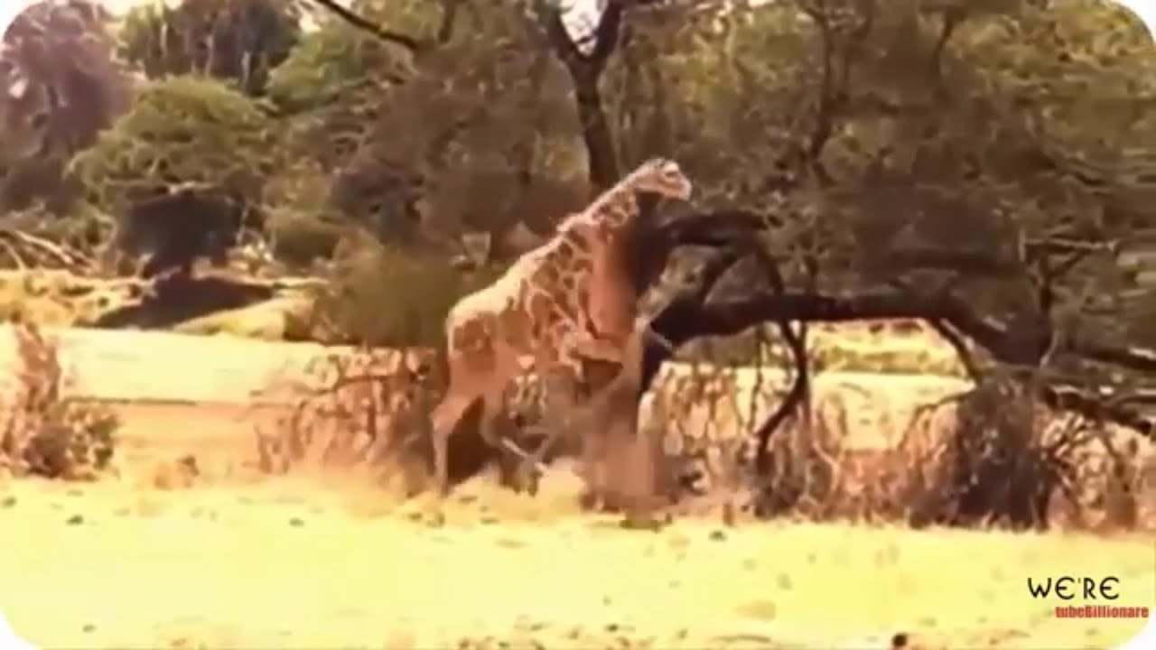 Tiger Attack animal very denger video 2017,🤔😘 - YouTube